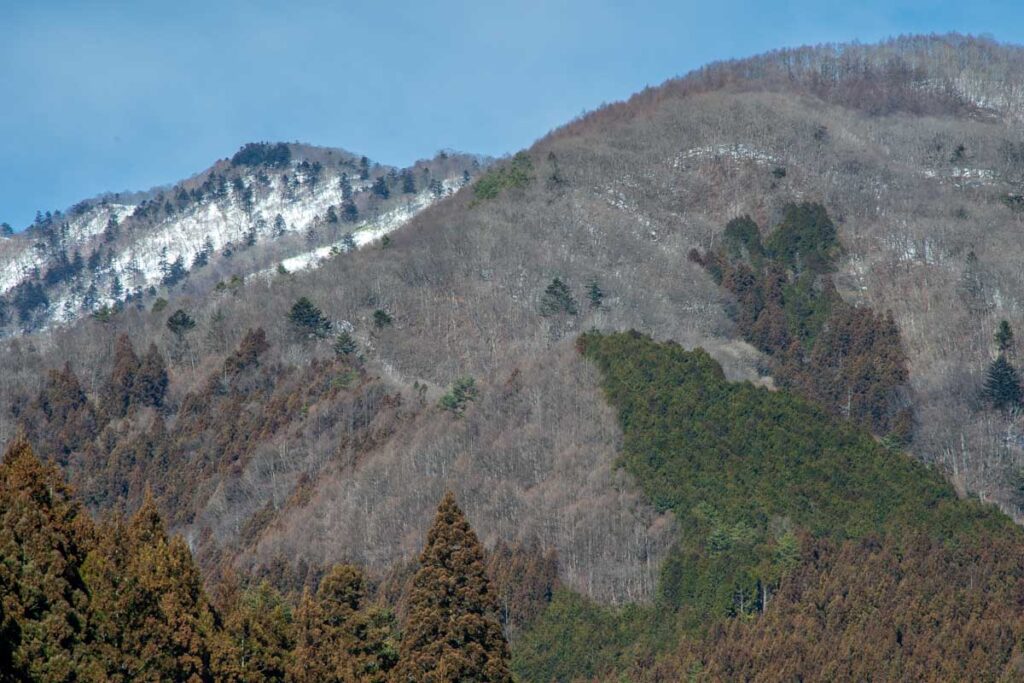 Sugi - Japan Unveiled: Everyday Views, Overseas Amaze! - Vol.1