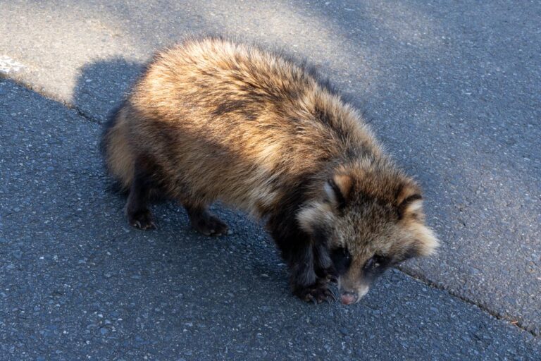 Tanuki (raccoon dog) - Japan Unveiled: Everyday Views, Overseas Amaze ...