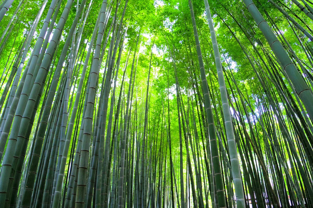 Bamboo – Japan Unveiled: Everyday Views, Overseas Amaze! – Vol.7